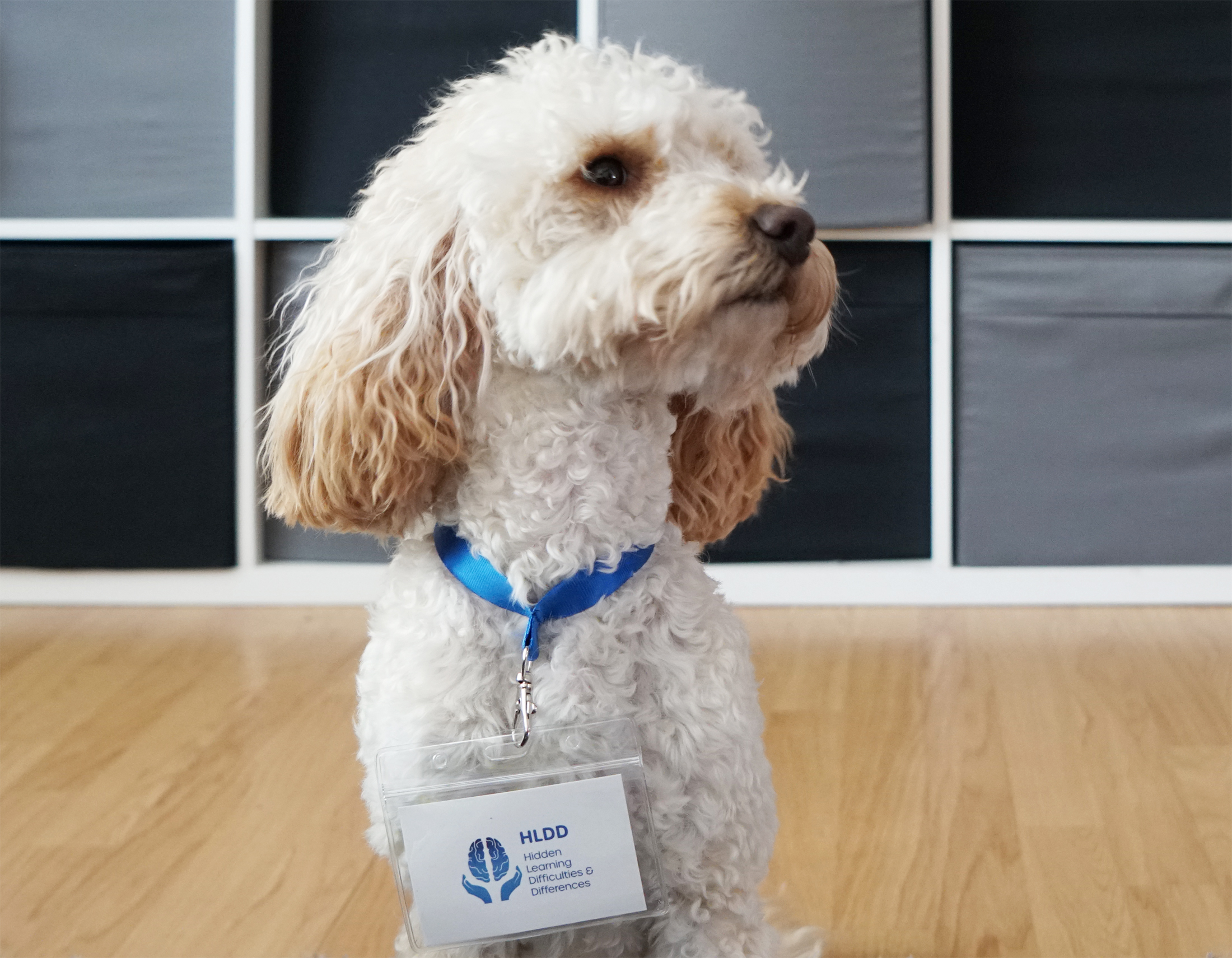 Contact Us – HLDD — Hidden Learning Difficulties & Differences